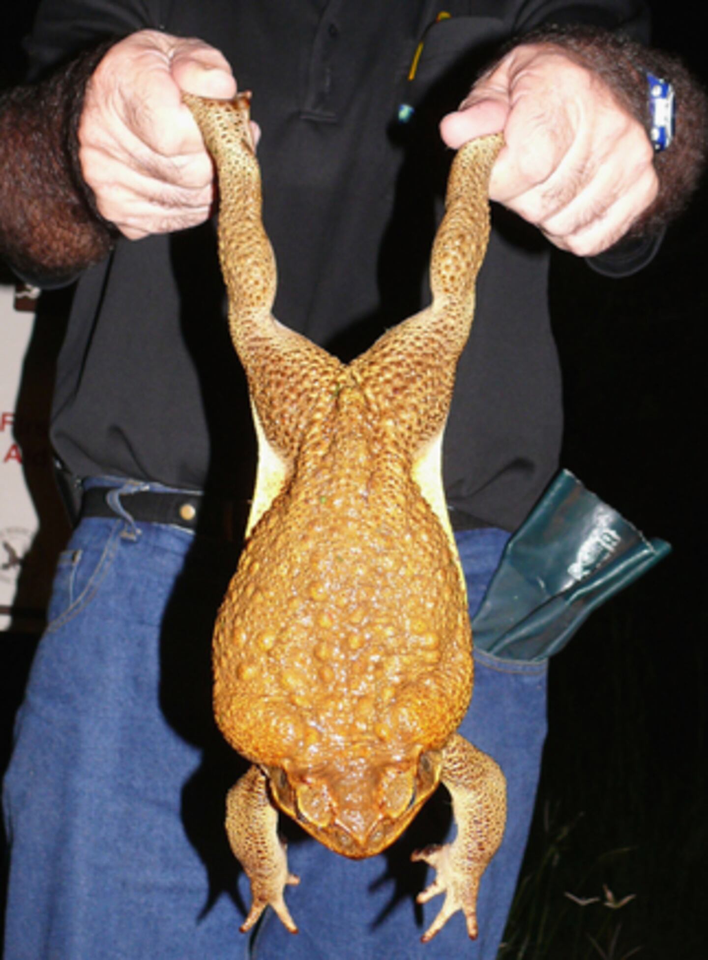 Freakishly Large Animals
