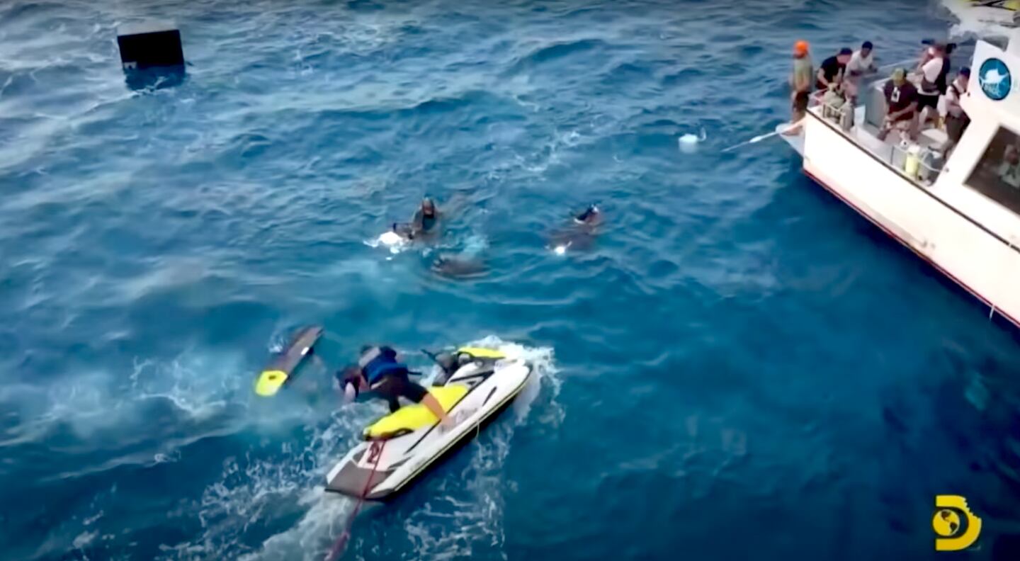 The Jackass Boys on Getting Bitten by a Shark During Shark Week: ‘We ...