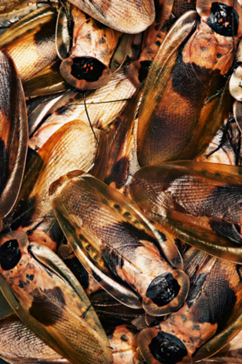 The Scariest Cockroaches on Earth: Giant Burrowing & More (PHOTOS)