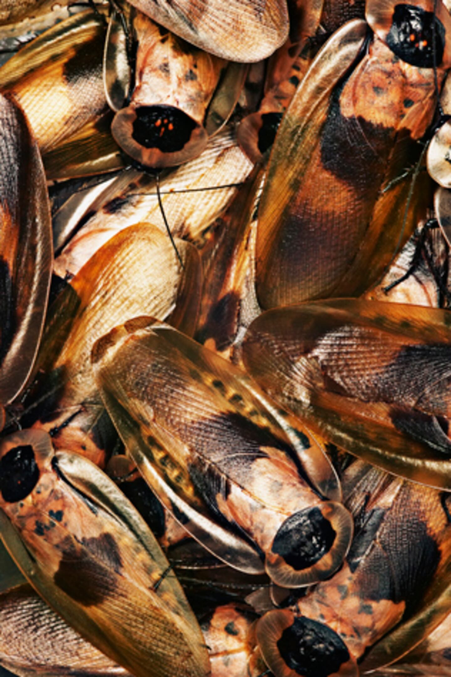 The Scariest Cockroaches on Earth: Giant Burrowing & More (PHOTOS)