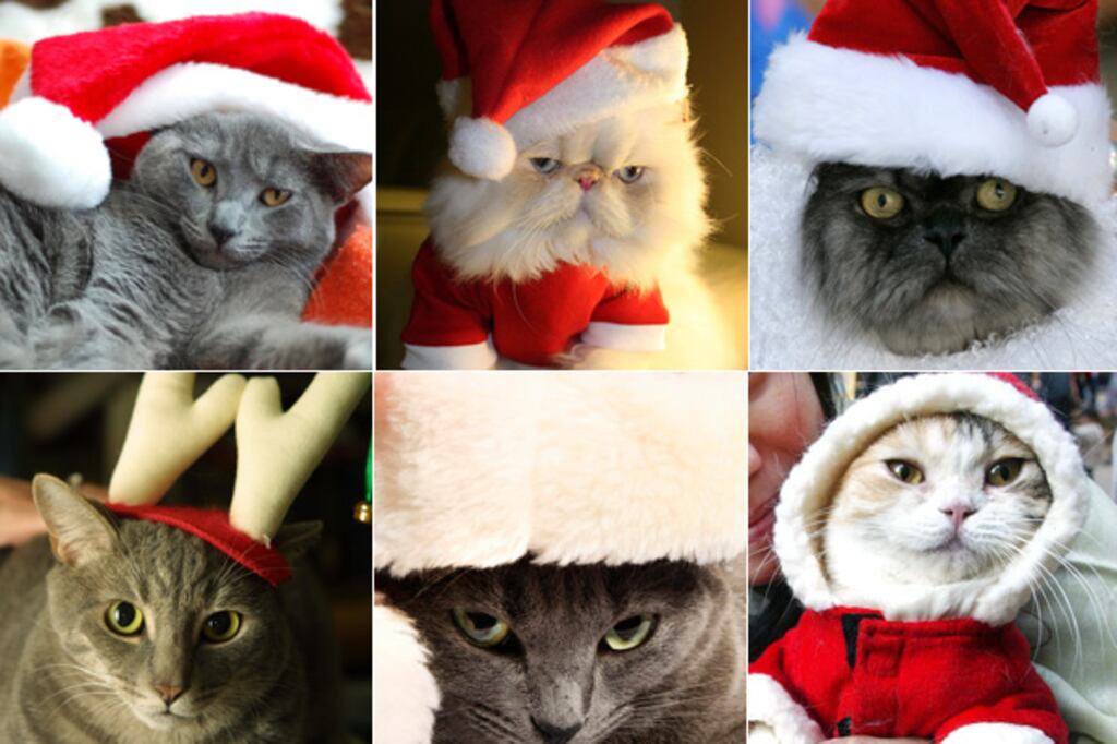 Christmas Cats (Photos)