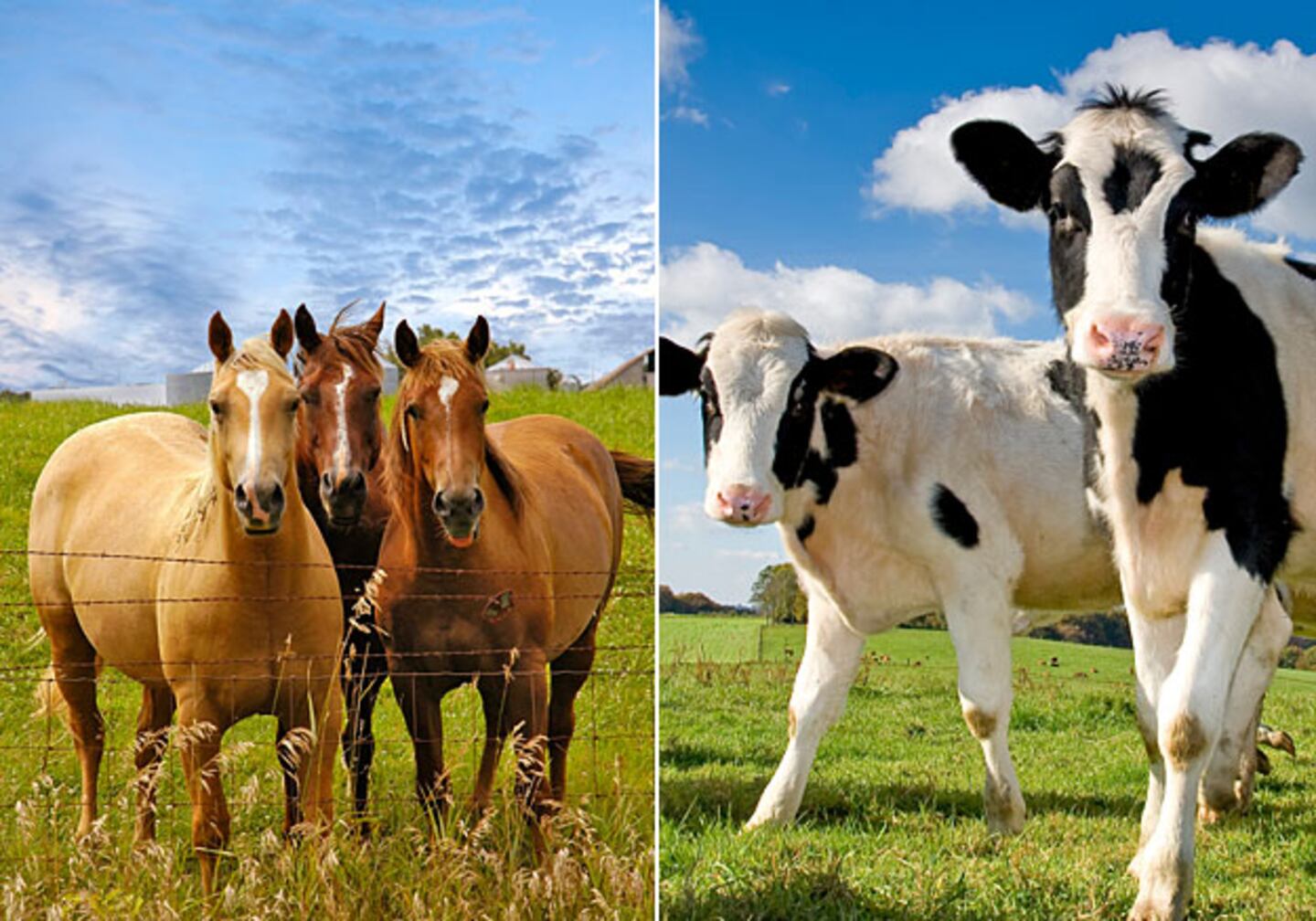 Animal IQs