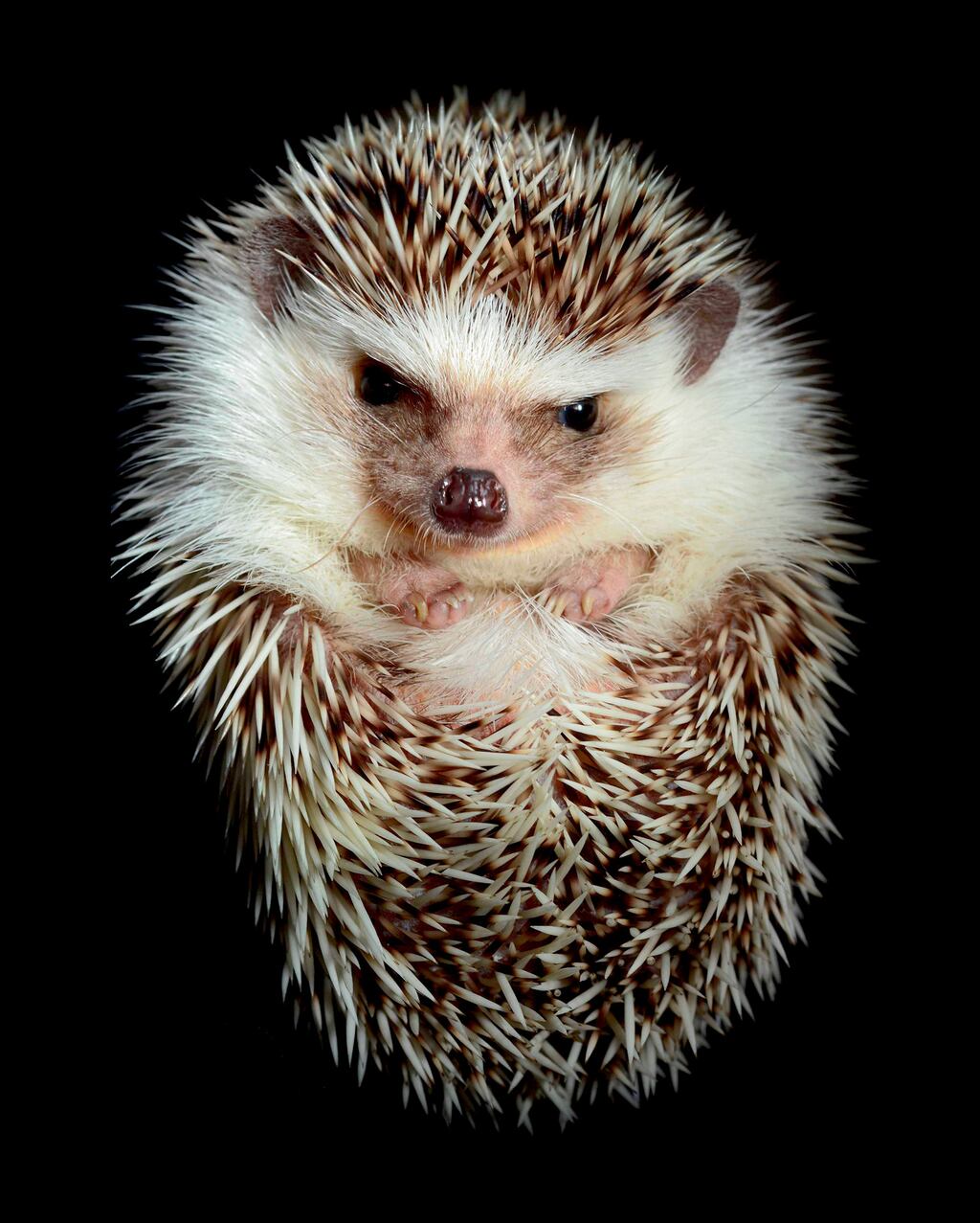 The Cutest Nocturnal Animals Ever (Photos)