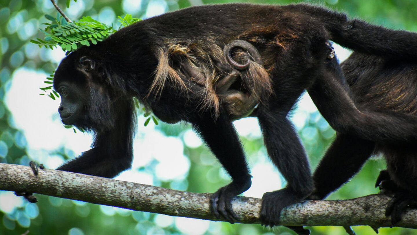 As the Rich Swarm Costa Rica, Thousands of Monkeys Are Being Electrocuted