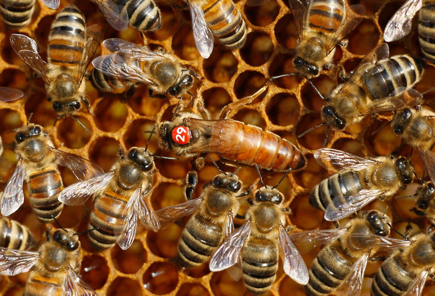 How the Food We Eat Can Reprogram Our Genes