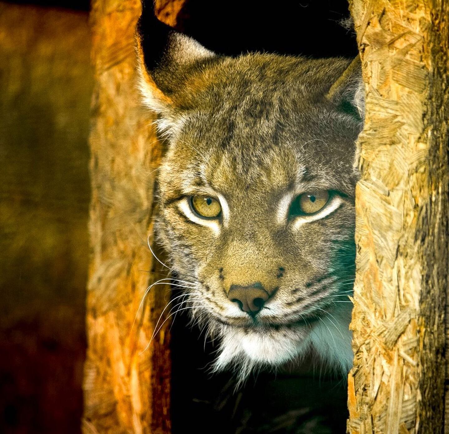 Joshua Zeman on Checkpoint Zoo: Deadly Bomb Strikes and Lion Attack