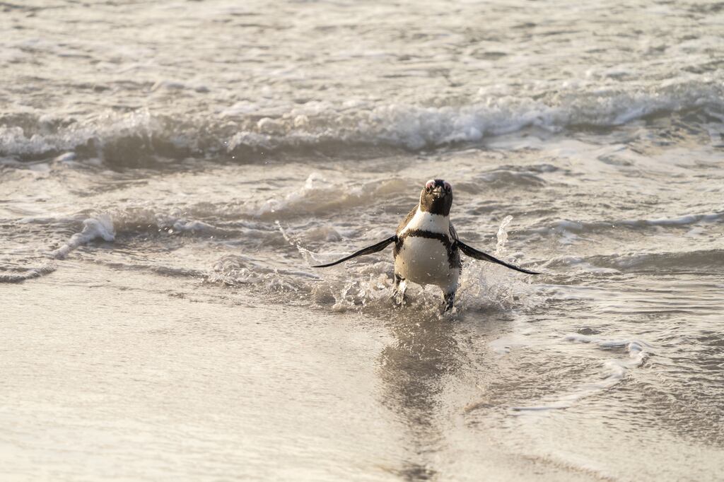 James Cameron Is Making Penguins TV’s Biggest, Cutest Stars