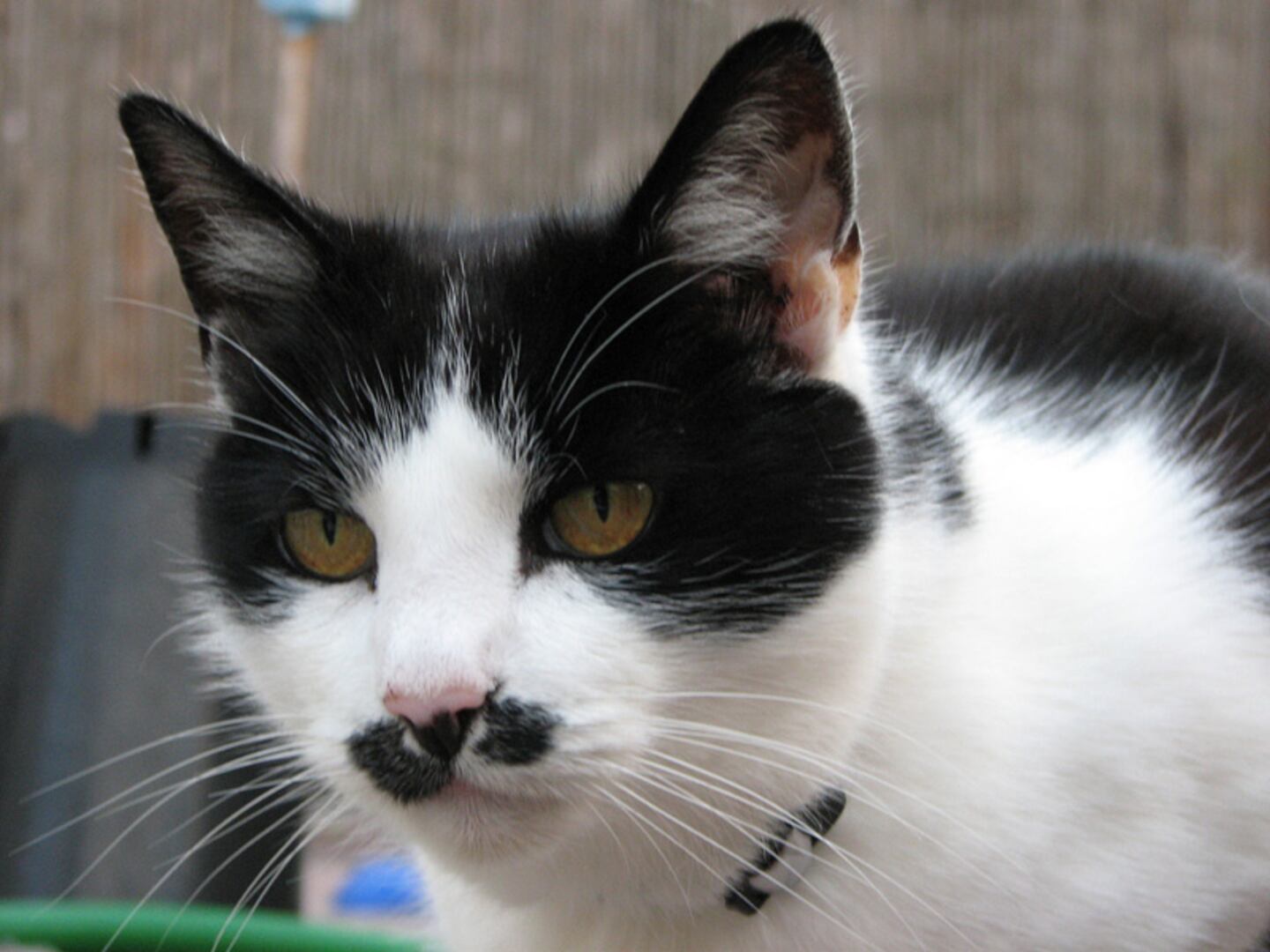 Kitler and Other Cats That Look Like Adolf Hitler: Photos