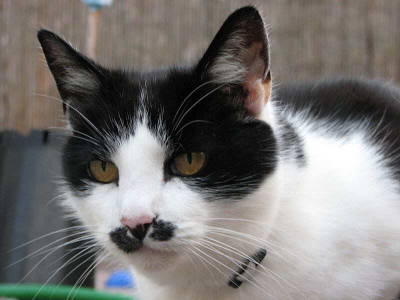 Kitler and Other Cats That Look Like Adolf Hitler: Photos