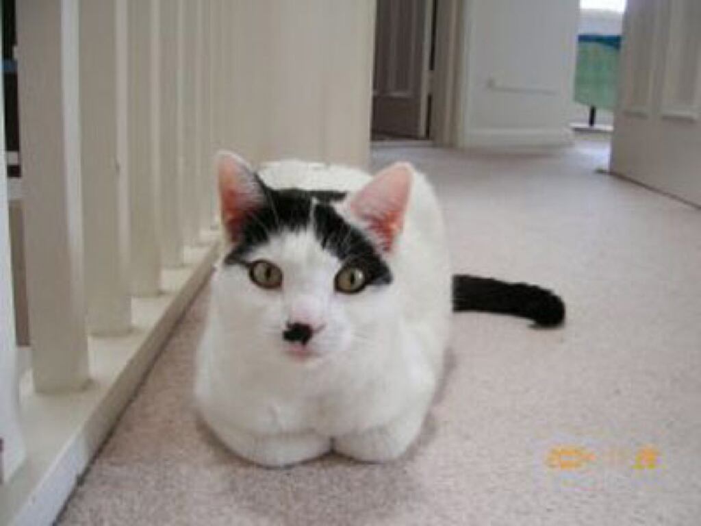 Kitler and Other Cats That Look Like Adolf Hitler: Photos