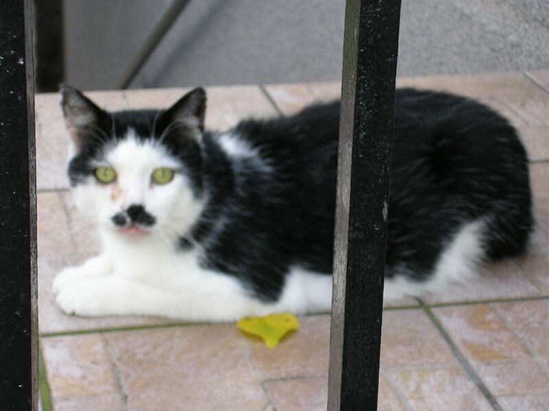 Kitler and Other Cats That Look Like Adolf Hitler: Photos