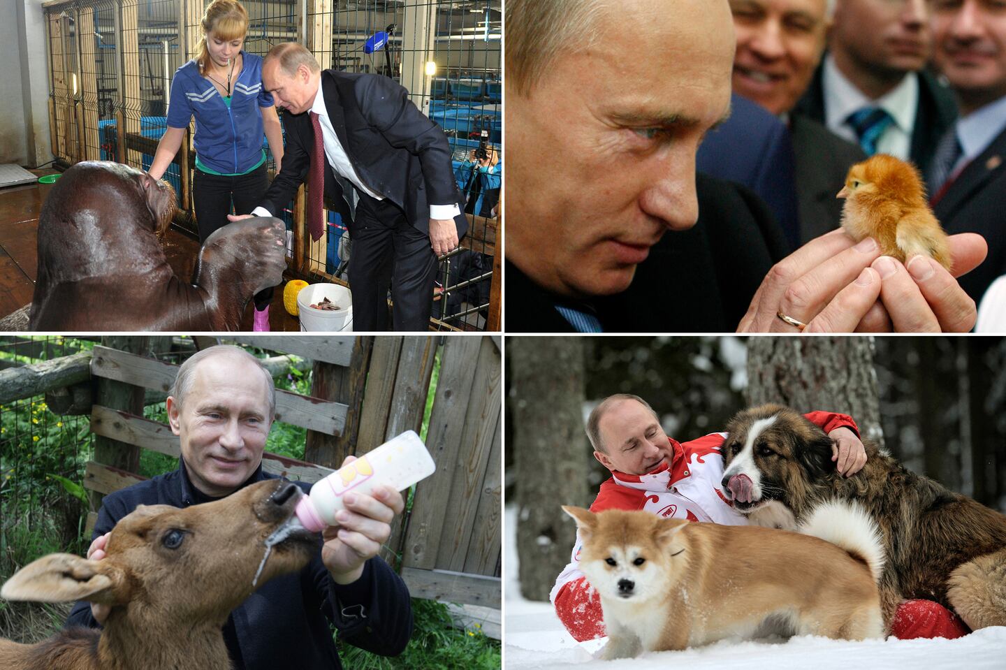 17 Photos of Putin Schmoozing With Animals (Photos)