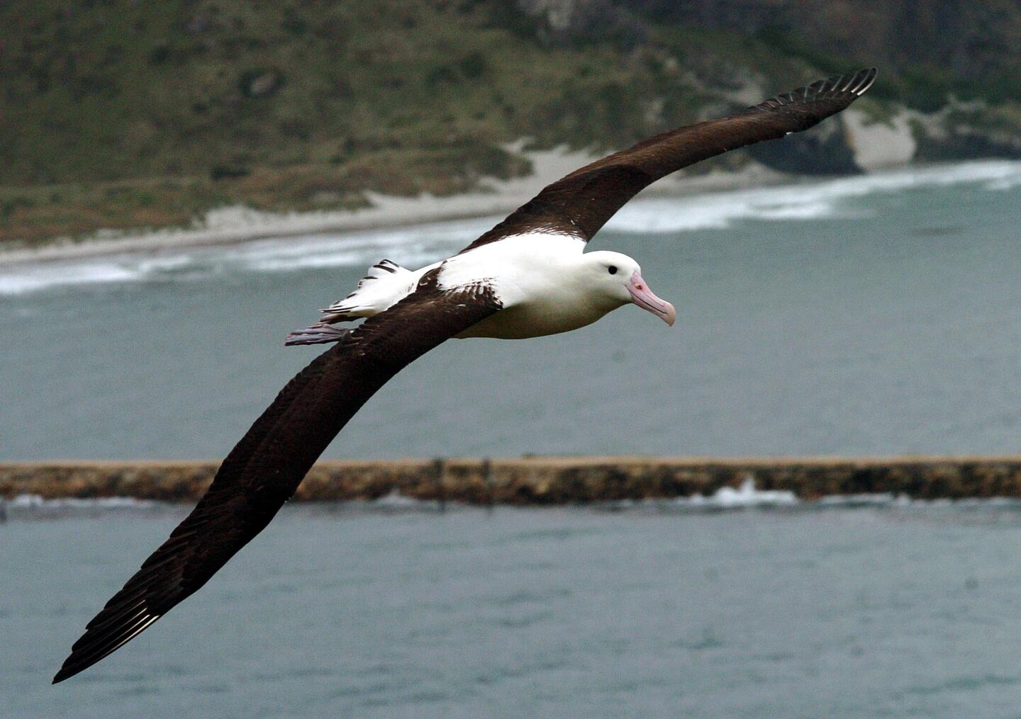 Climate Change Is Making Albatross Couples Split Up