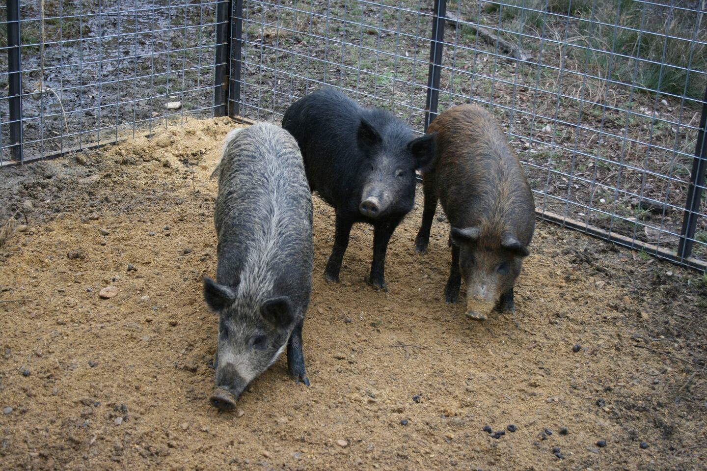 Feral Hogs: Experts Say Wild Pigs That Killed Texas Woman Are Exploding ...