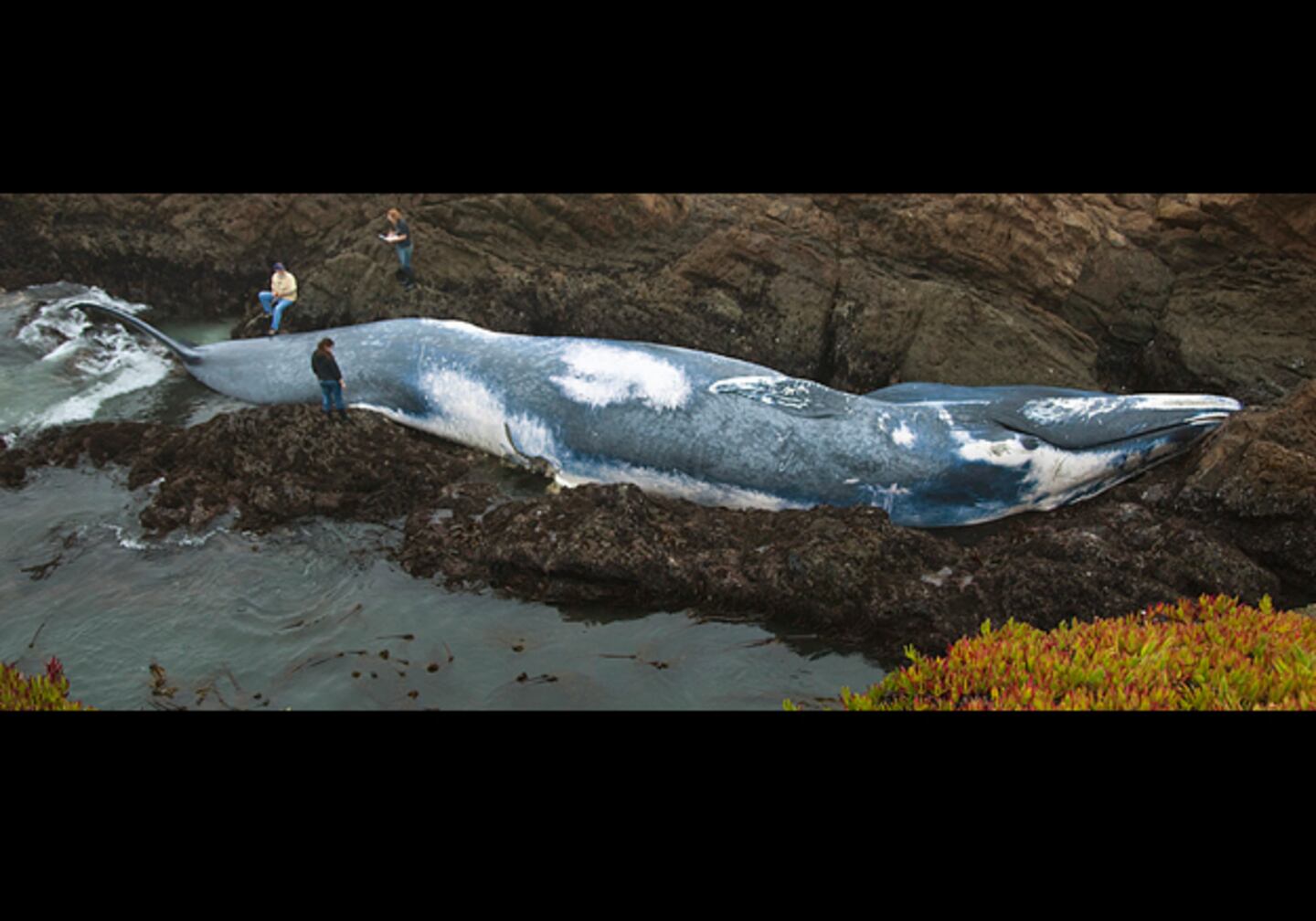 Freakishly Large Animals