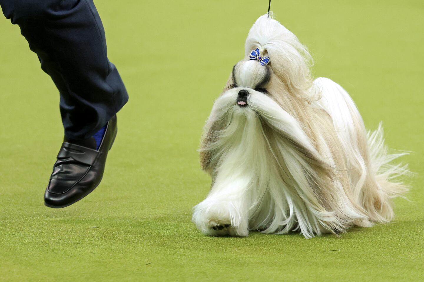 The Quirkiest Canines at the Westminster Kennel Club Dog Show