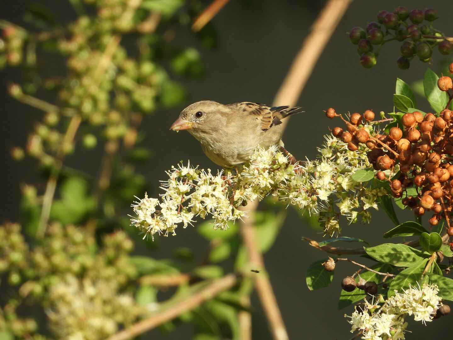 How Palestinians Trapped in Gaza Fell in Love with Bird-Watching