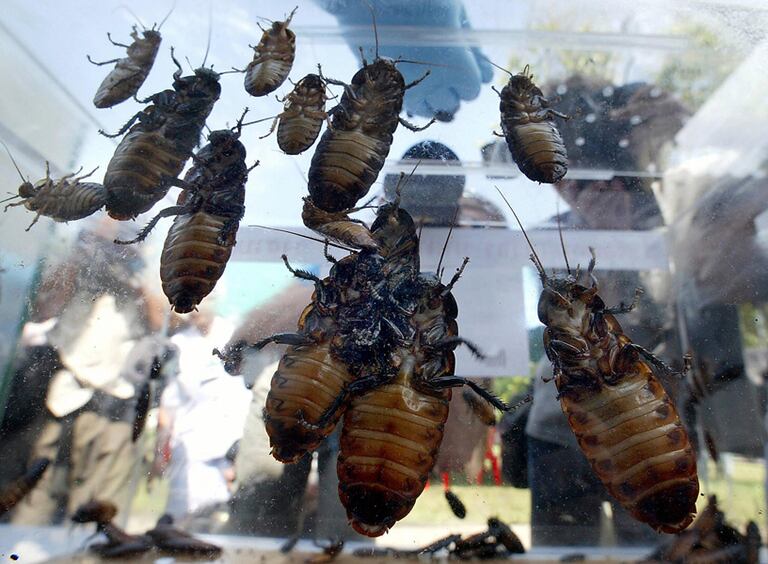 The Scariest Cockroaches on Earth: Giant Burrowing & More (PHOTOS)