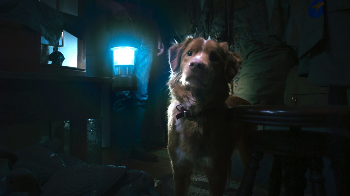 Meet Indy the Dog, the Star of the New Horror Film ‘Good Boy’