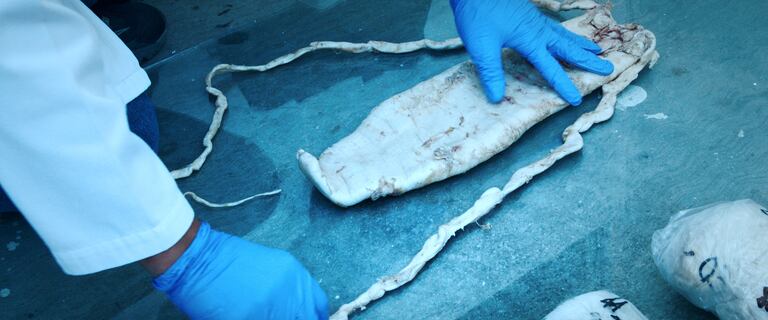 The Ugly War Over the ‘Cocaine of the Sea’