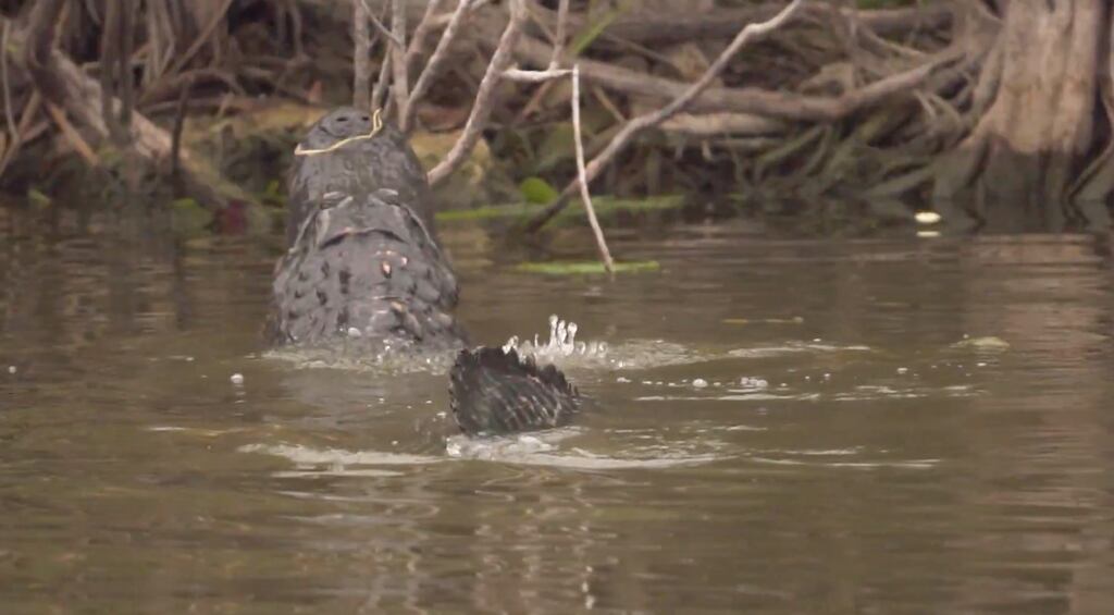Florida Attorney General James Uthmeier Proposes ‘Alligator Alcatraz ...