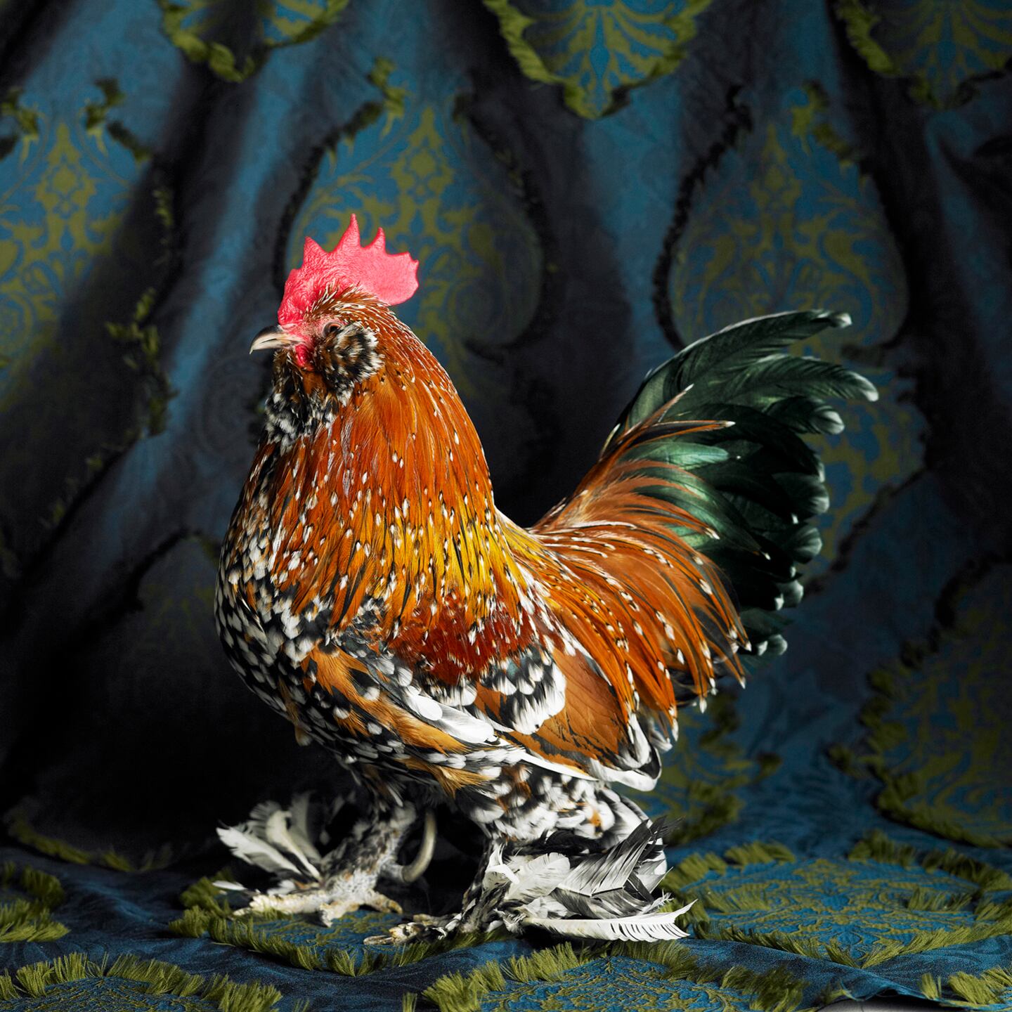 ‘Magnificent Chicken’: The Weirdest Birds From Tamara Staples (PHOTOS)