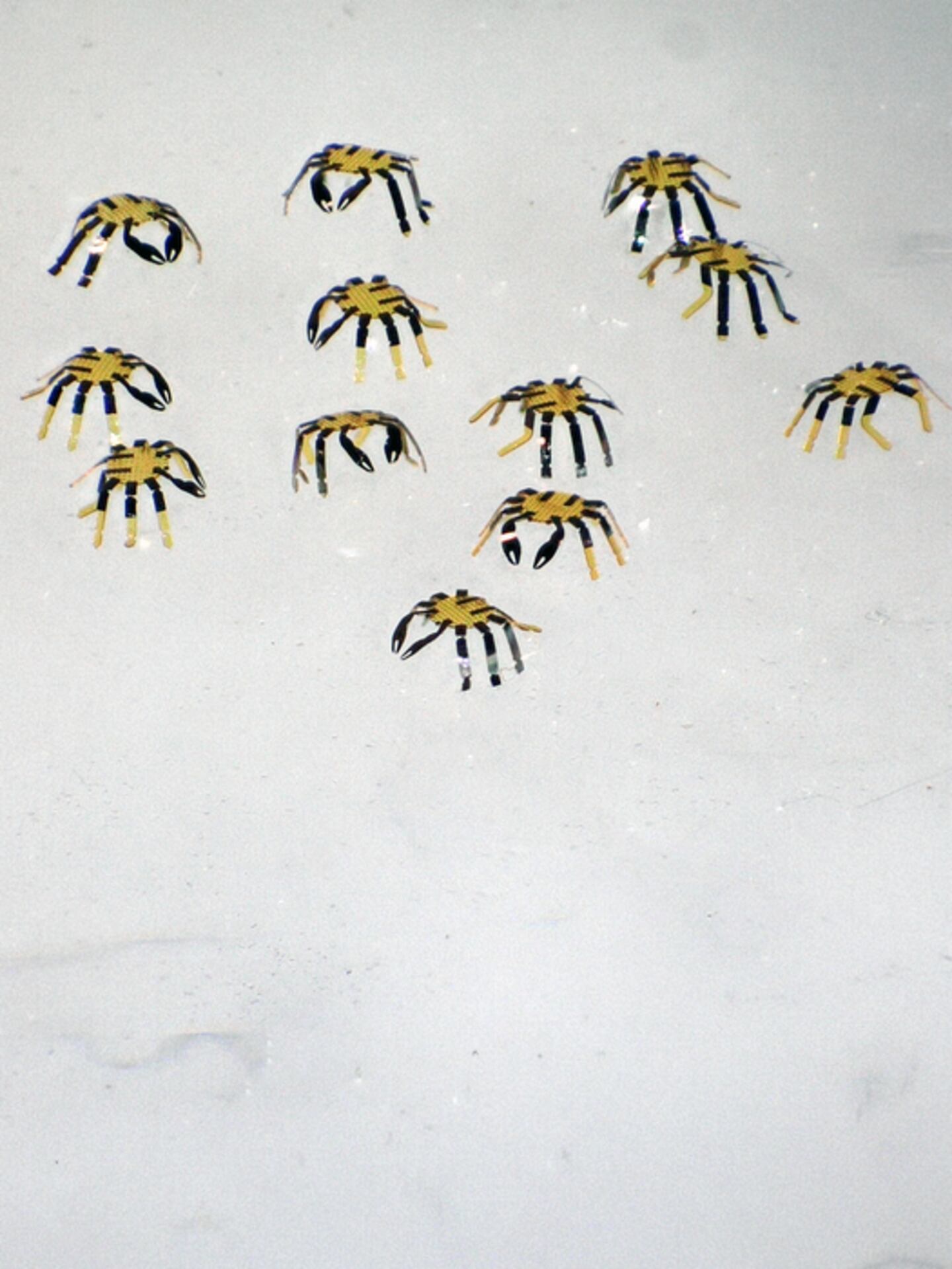 This Tiny Robotic Crab Is the World’s Smallest Remote-Controlled ...