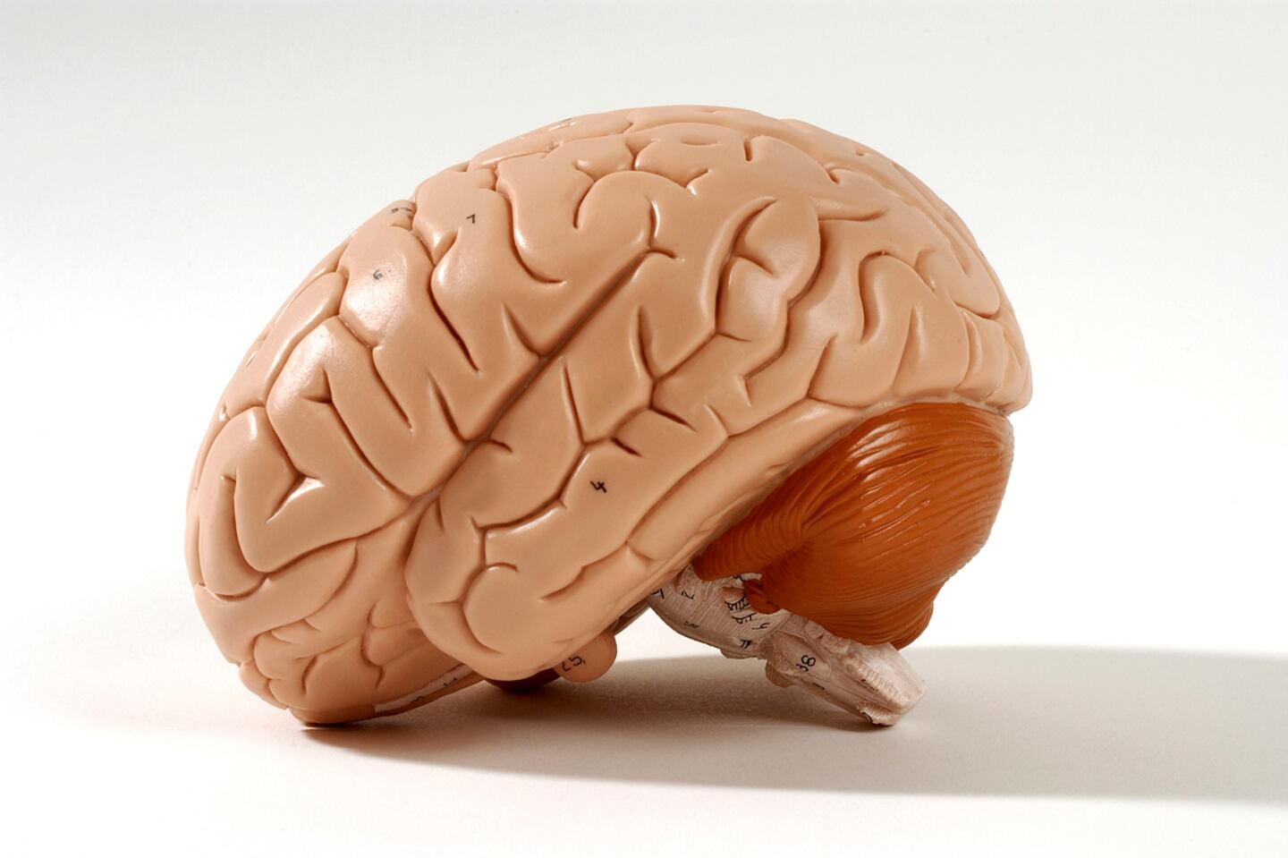 Can Science Spot a Pedophile? Research Zeroes In On Brain Abnormalities
