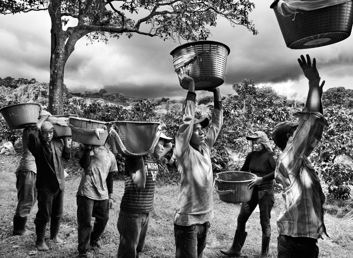 Sebastião Salgado Chronicles Coffee Plantations (PHOTOS)
