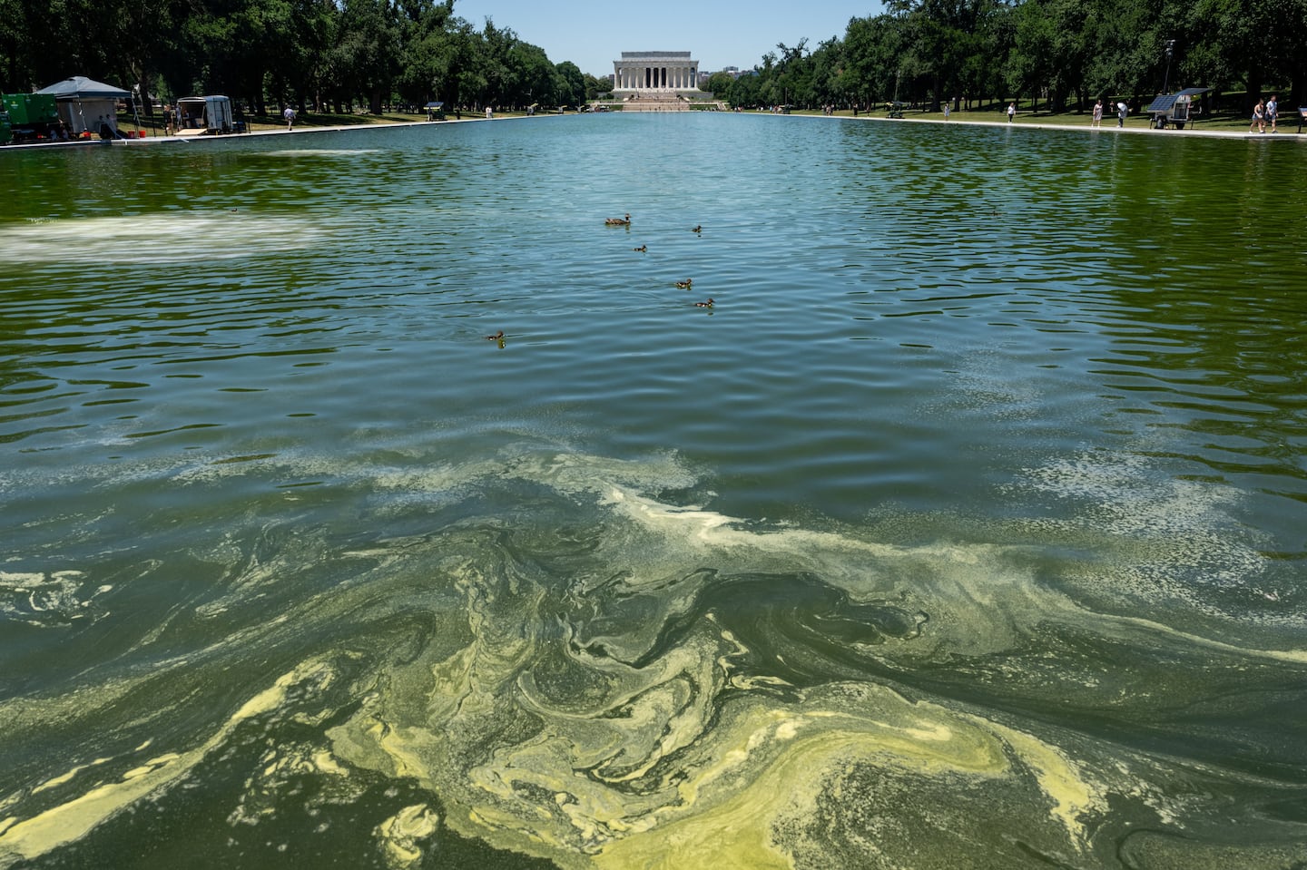Why Trump’s Slimy Humiliation With Reflecting Pool is Driving Him Mad ...