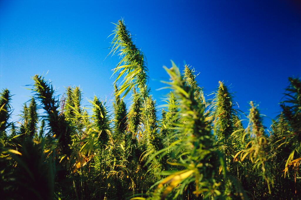 Inside the Movement to Legalize Hemp