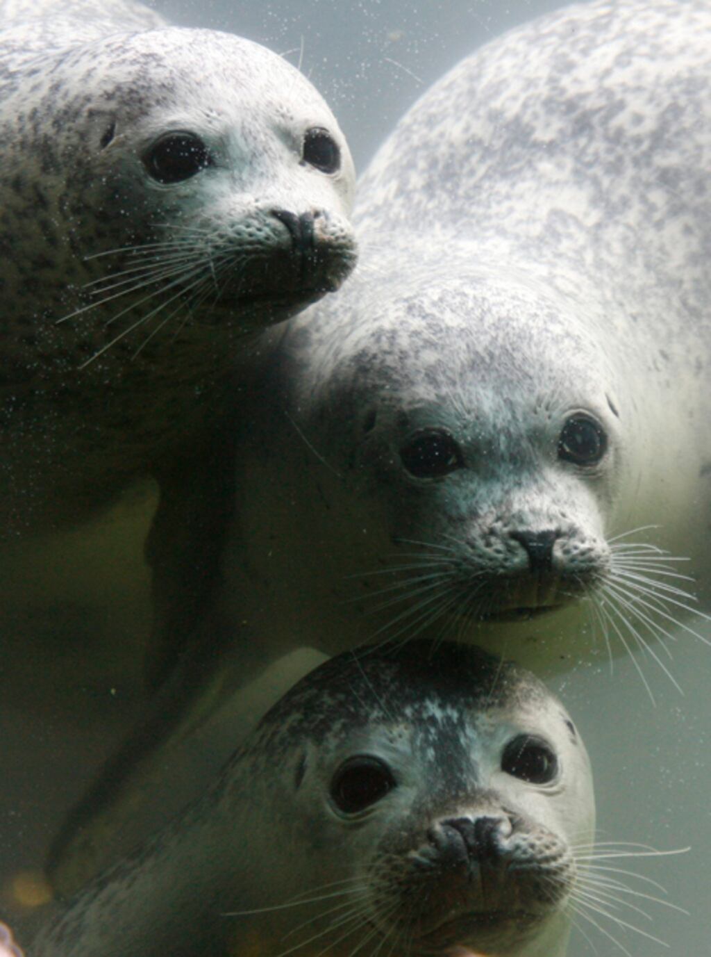 Cute Seals