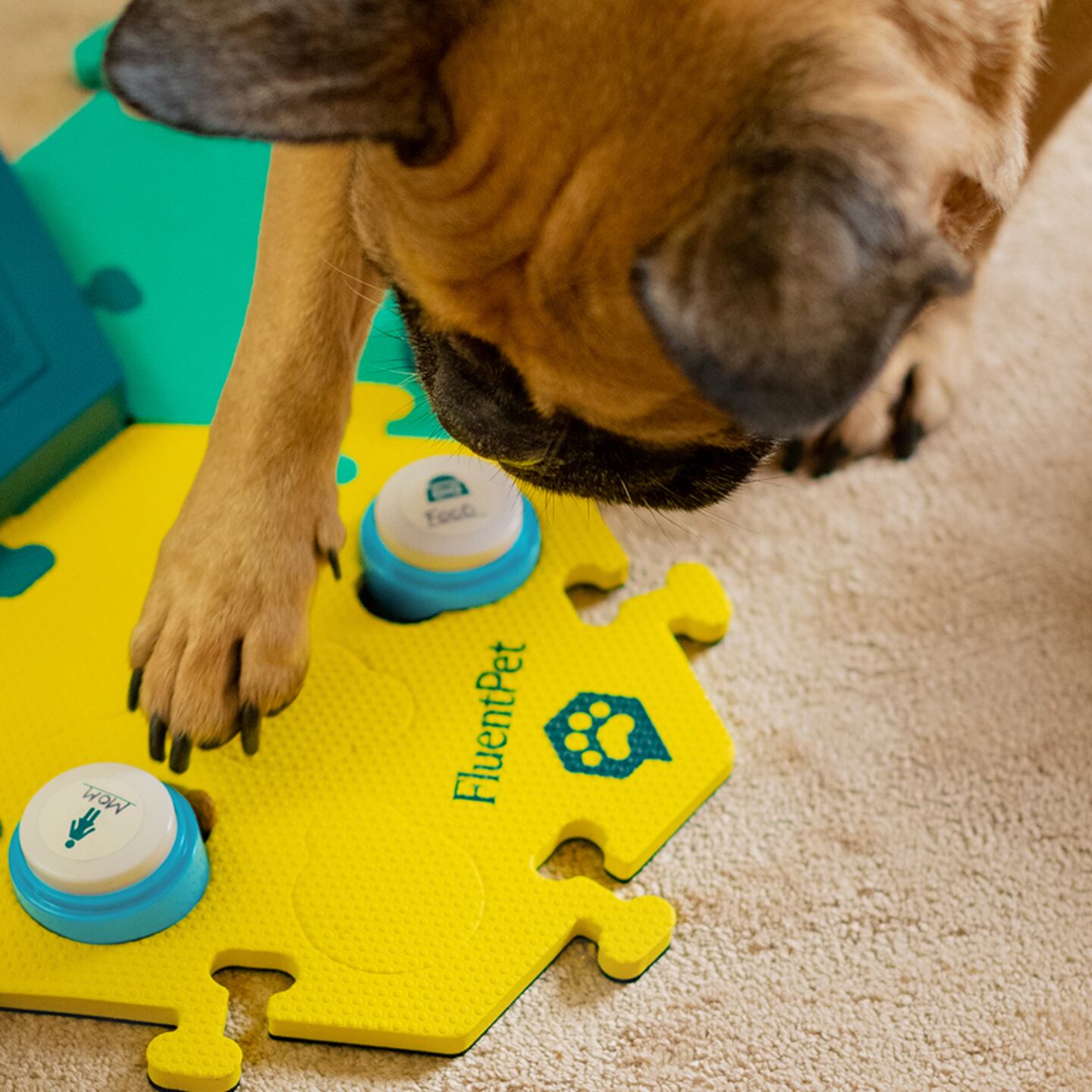 How FluentPets Wants to Use Tech to Help You 'Talk' to Your Dogs