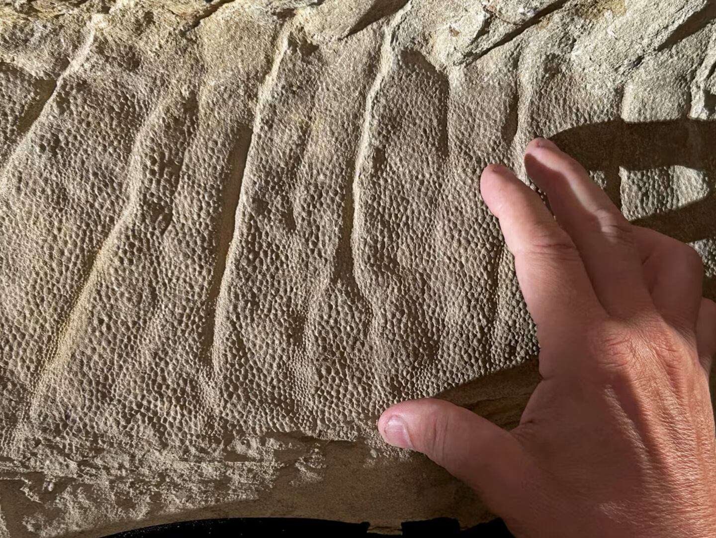 Scientists Solve Mystery of Bizarre ‘Mummified’ Dinosaur With Hooves