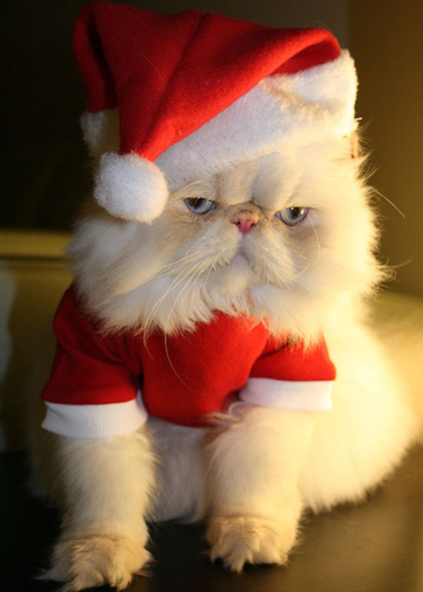 Christmas Cats (Photos)