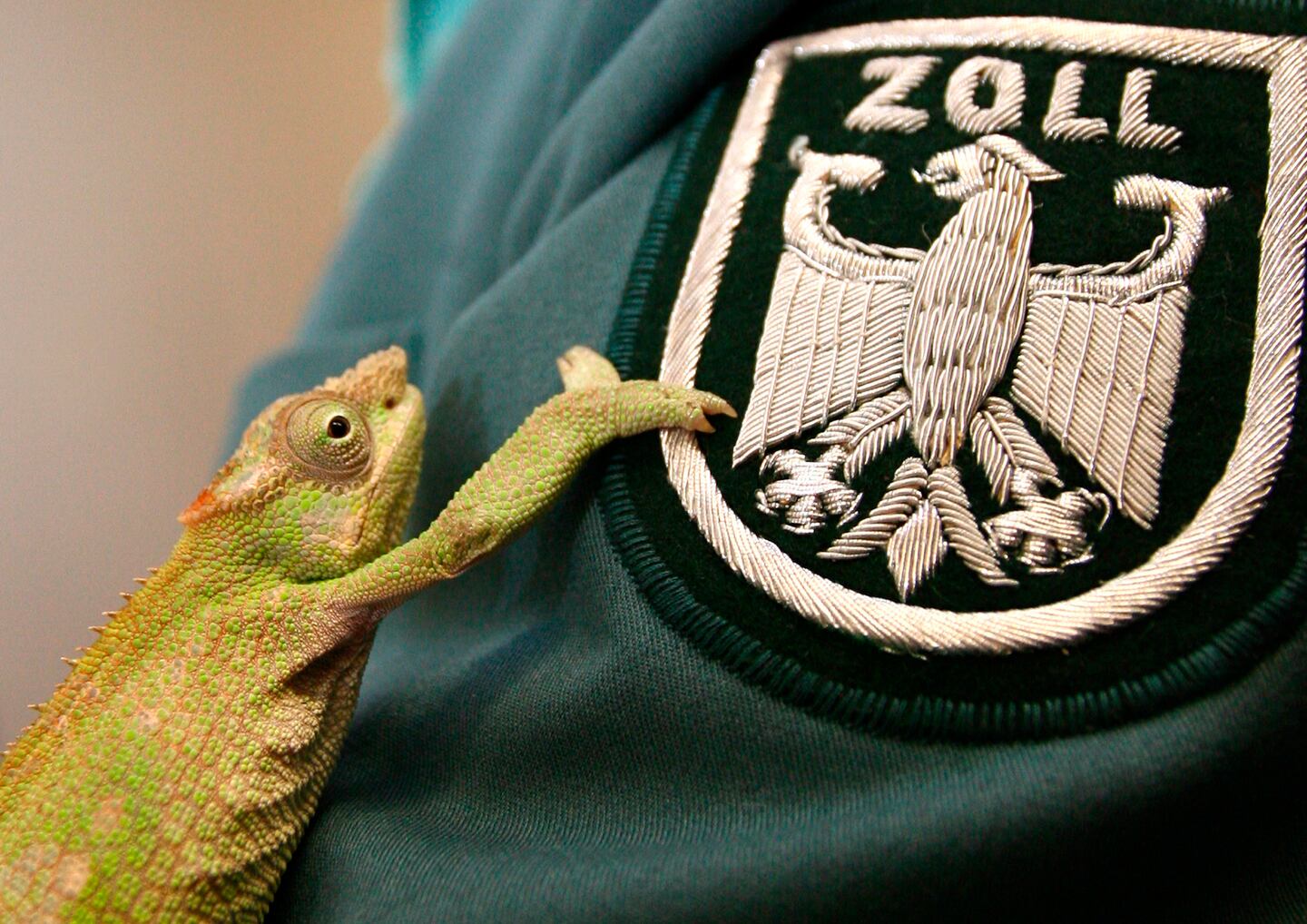 Confiscated Contraband: Animals in Airports