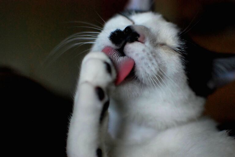 Kitler and Other Cats That Look Like Adolf Hitler: Photos