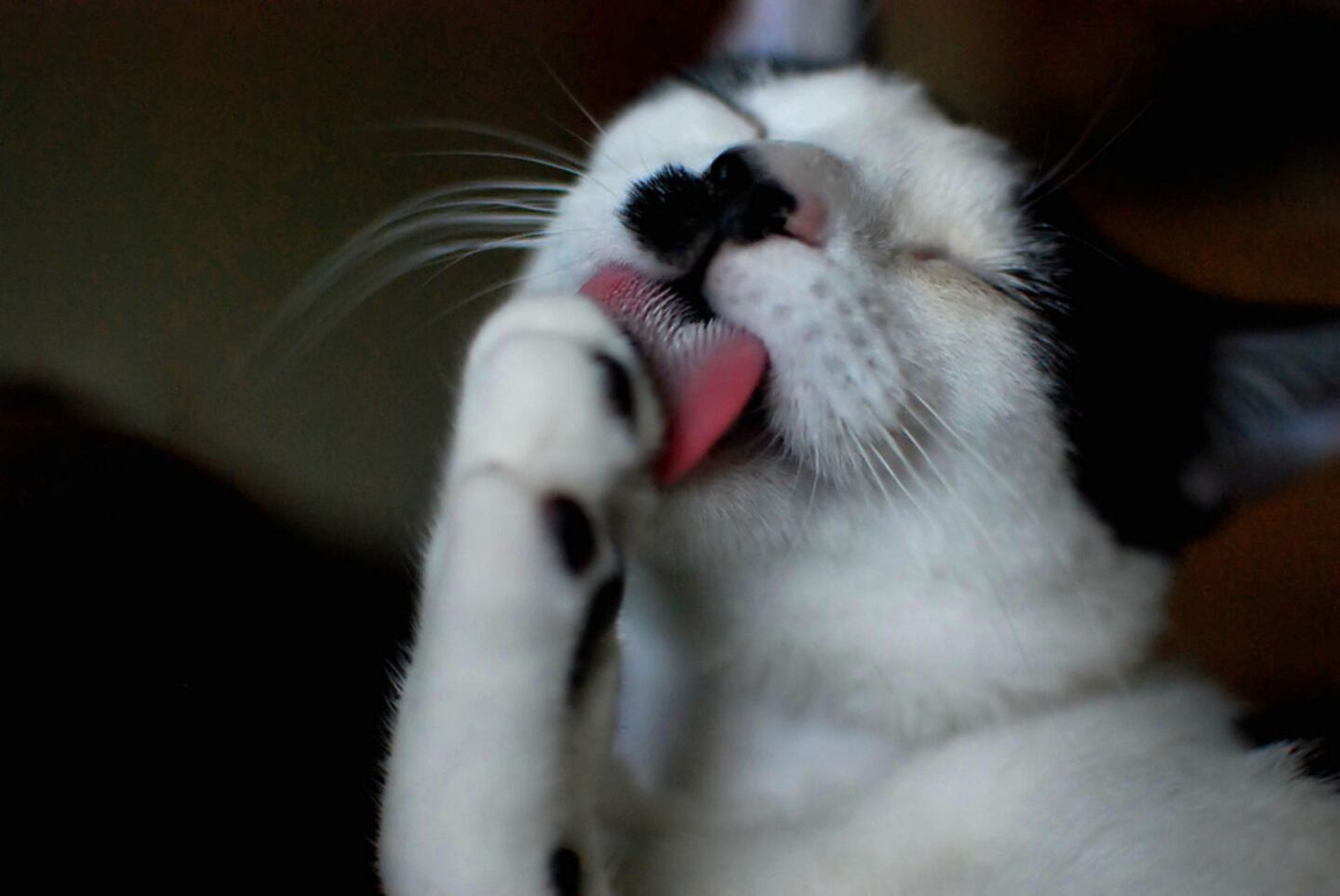 Kitler and Other Cats That Look Like Adolf Hitler: Photos