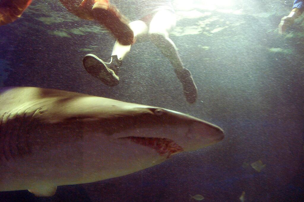 Terrifying Close Encounters with Sharks