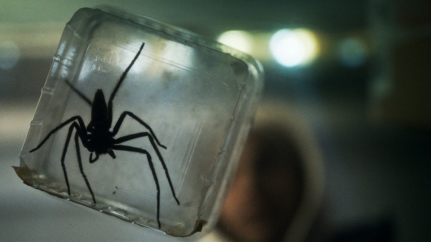 French Horror Film ‘Infested’ Used 200 Real Spiders to Scare Audiences
