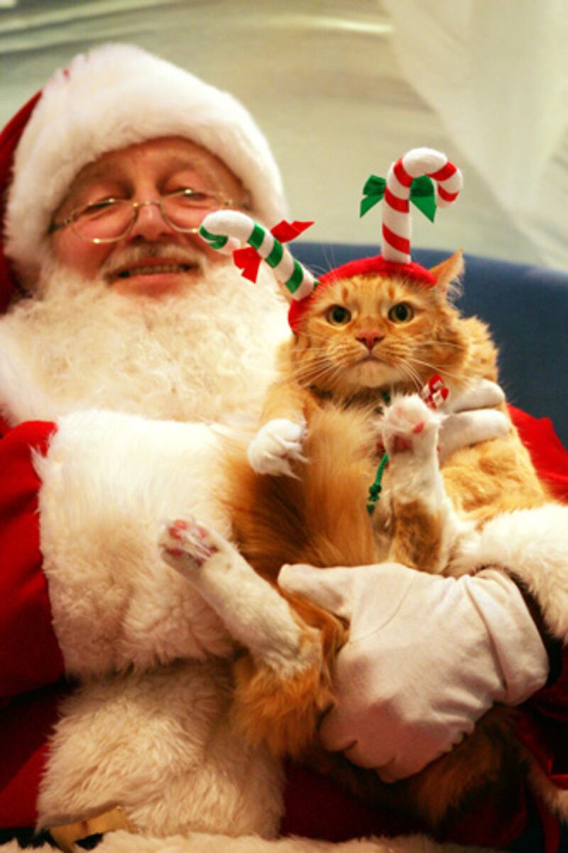 Christmas Cats (Photos)