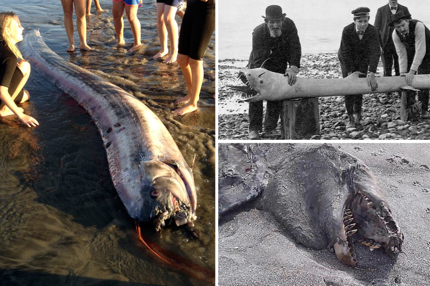Fishy Mystery: Are Beached Oarfish Trying to Tell Us Something?
